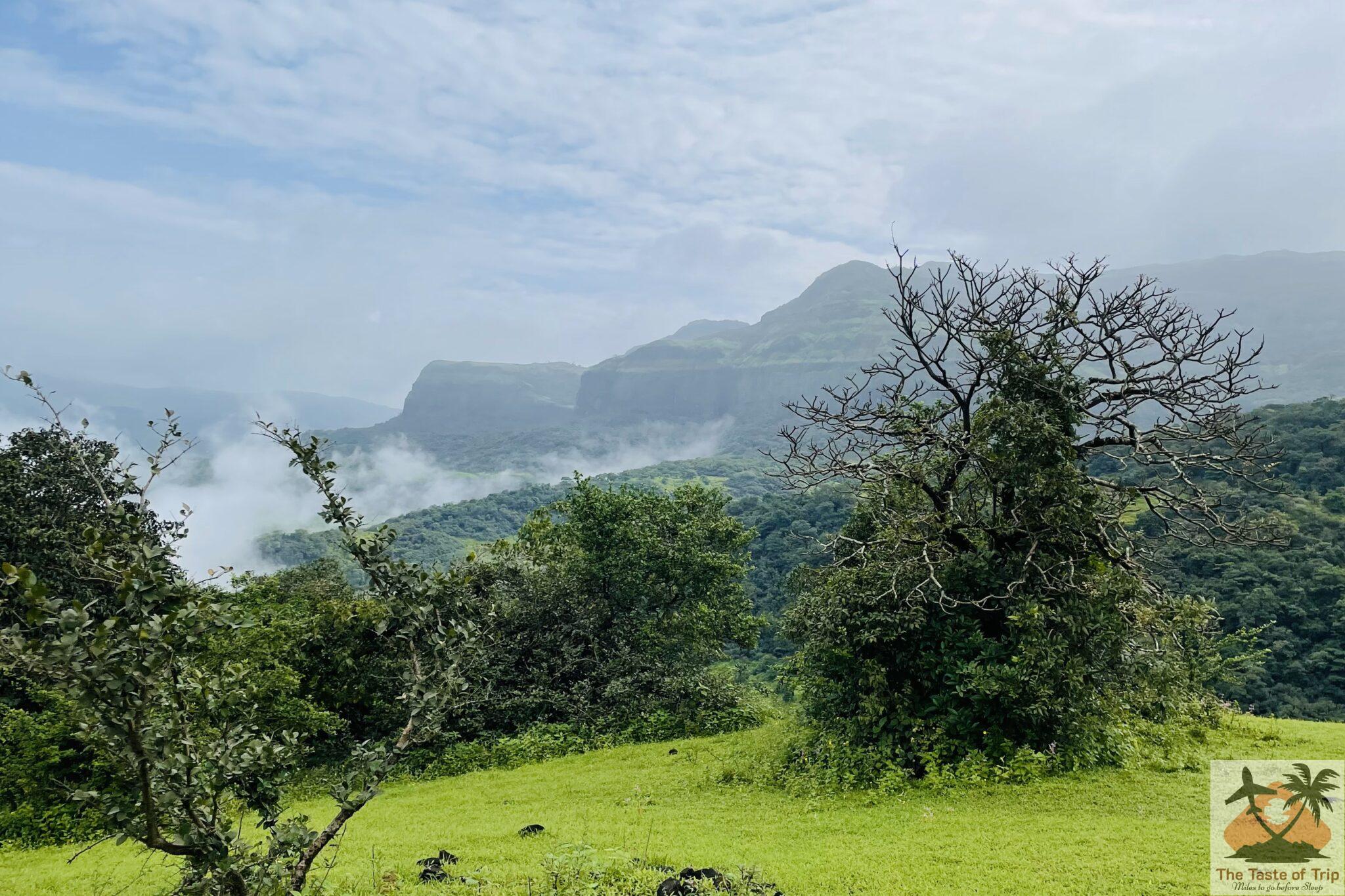 Milkybar Waterfall Trek - The Taste of Trip